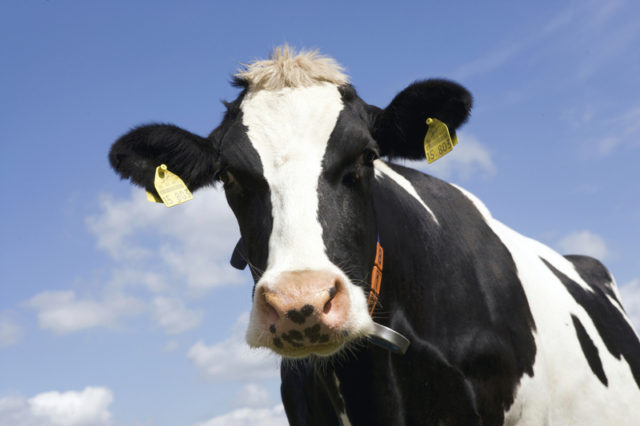 Processing milk from a single cow - Dairy Industries International